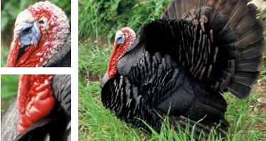 Races autòctones de les Illes Balears-Indiot mallorquí - Galeria