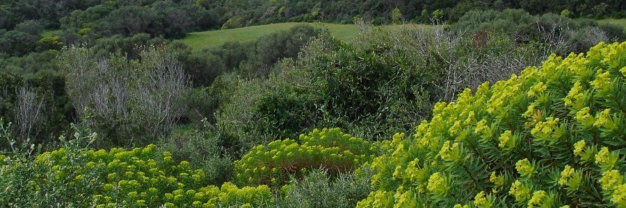 Red Natura 2000-5330 - Matorrales termomediterráneos y pre-desérticos